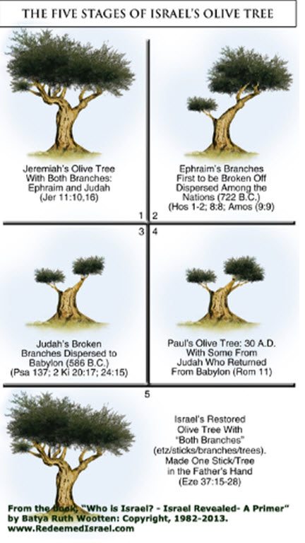 five stages of olive tree_wooten | Hebrew Nation Online
