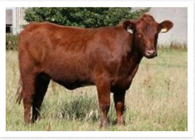 red heifer | Hebrew Nation Online