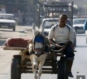 explosive laced donkey | Hebrew Nation Online