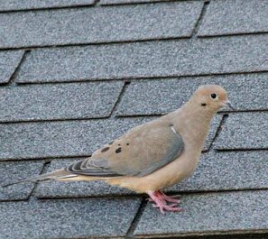 dove on roof | Hebrew Nation Online