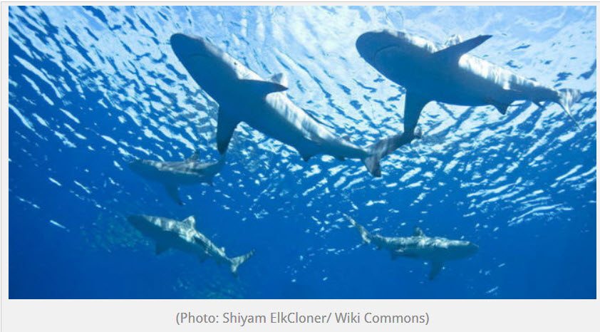sharks | Hebrew Nation Online